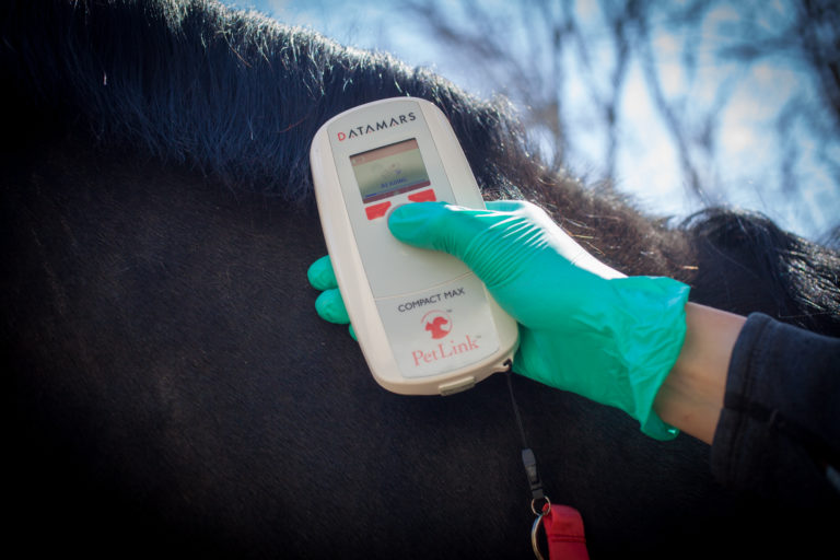 Top 3 Reasons to Microchip Your Horse (Or Goat or Alpaca)