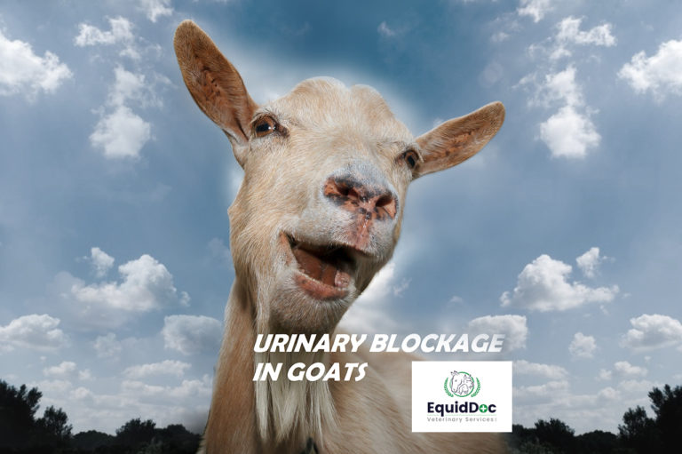 Urinary Calculi in Goats and Sheep | Equiddoc Veterinary Services