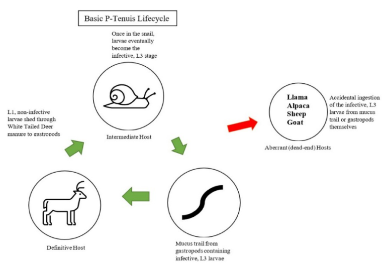 P. tenuis(Parelaphostrongylus tenuis) by EquidDoc Veterinarians