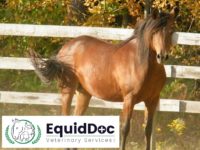 So, You Want To Breed Your Mare? 10 Things To Know Before You Start ...