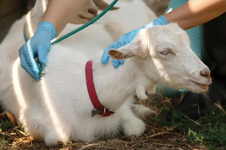 Internal Medicine | Goat & Sheep Veterinary Services